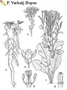 PROSEA - Plant Resources of South East Asia