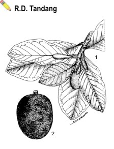 PROSEA - Plant Resources of South East Asia