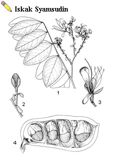 PROSEA - Plant Resources of South East Asia