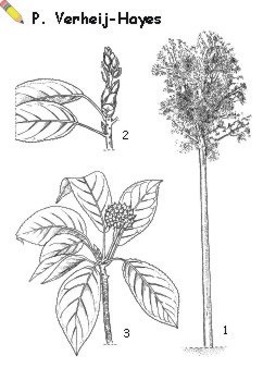 PROSEA - Plant Resources of South East Asia