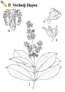 PROSEA - Plant Resources of South East Asia