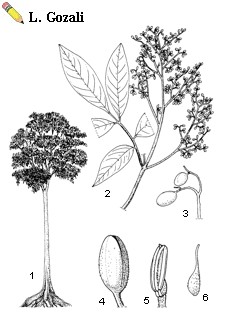PROSEA - Plant Resources of South East Asia