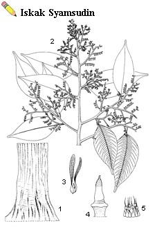 PROSEA - Plant Resources of South East Asia