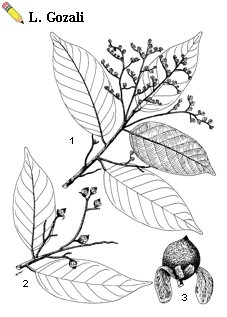 PROSEA - Plant Resources of South East Asia