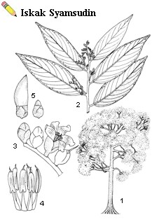 PROSEA - Plant Resources of South East Asia