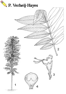 PROSEA - Plant Resources of South East Asia