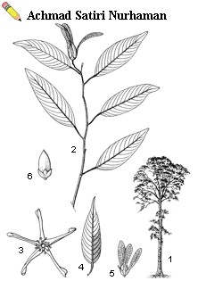 PROSEA - Plant Resources of South East Asia