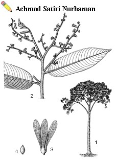 PROSEA - Plant Resources of South East Asia