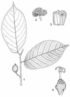 PROSEA - Plant Resources of South East Asia