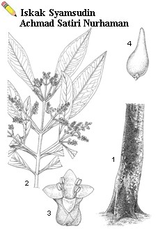 PROSEA - Plant Resources of South East Asia