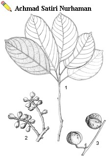 PROSEA - Plant Resources of South East Asia