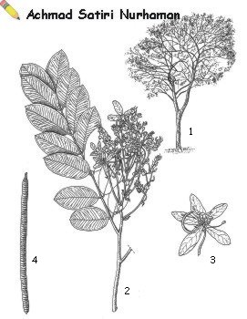 PROSEA - Plant Resources of South East Asia