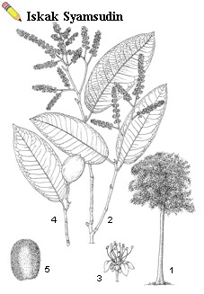 PROSEA - Plant Resources of South East Asia