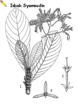 PROSEA - Plant Resources of South East Asia