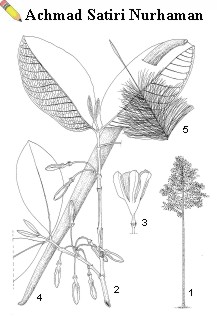 PROSEA - Plant Resources of South East Asia