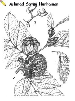 PROSEA - Plant Resources of South East Asia