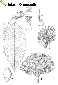 PROSEA - Plant Resources of South East Asia