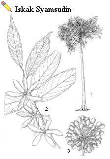 PROSEA - Plant Resources of South East Asia