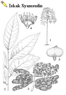 PROSEA - Plant Resources of South East Asia