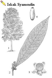 PROSEA - Plant Resources of South East Asia