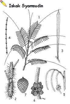 PROSEA - Plant Resources of South East Asia