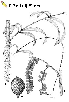 PROSEA - Plant Resources of South East Asia