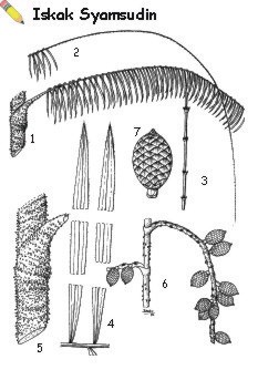 PROSEA - Plant Resources of South East Asia