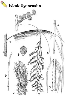 PROSEA - Plant Resources of South East Asia