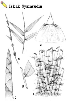 PROSEA - Plant Resources of South East Asia