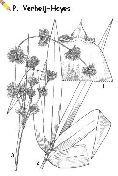 PROSEA - Plant Resources of South East Asia