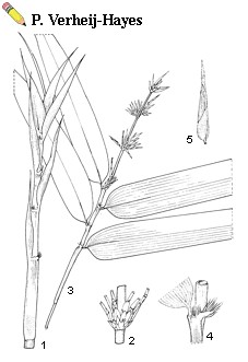 PROSEA - Plant Resources of South East Asia