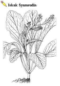 PROSEA - Plant Resources of South East Asia