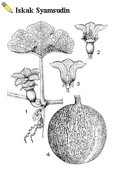 PROSEA - Plant Resources of South East Asia
