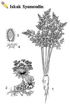 PROSEA - Plant Resources of South East Asia
