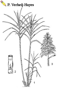 PROSEA - Plant Resources of South East Asia