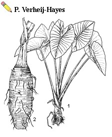 PROSEA - Plant Resources of South East Asia