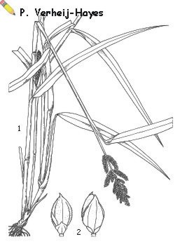 PROSEA - Plant Resources of South East Asia