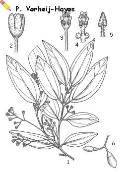 PROSEA - Plant Resources of South East Asia