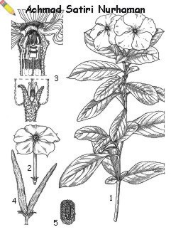 PROSEA - Plant Resources of South East Asia