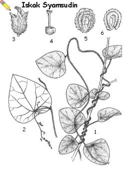 PROSEA - Plant Resources of South East Asia
