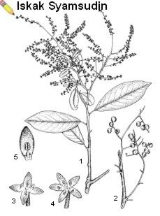 PROSEA - Plant Resources of South East Asia