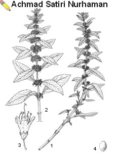 PROSEA - Plant Resources of South East Asia
