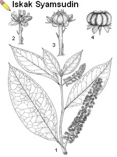 PROSEA - Plant Resources of South East Asia