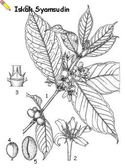 PROSEA - Plant Resources of South East Asia