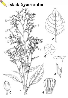 PROSEA - Plant Resources of South East Asia