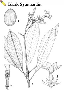 PROSEA - Plant Resources of South East Asia