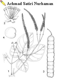 PROSEA - Plant Resources of South East Asia