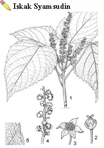 PROSEA - Plant Resources of South East Asia