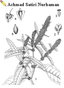 PROSEA - Plant Resources of South East Asia