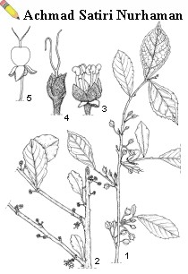 PROSEA - Plant Resources of South East Asia